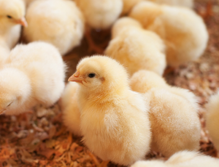 Ask the Expert: Chicks - Backyard Poultry